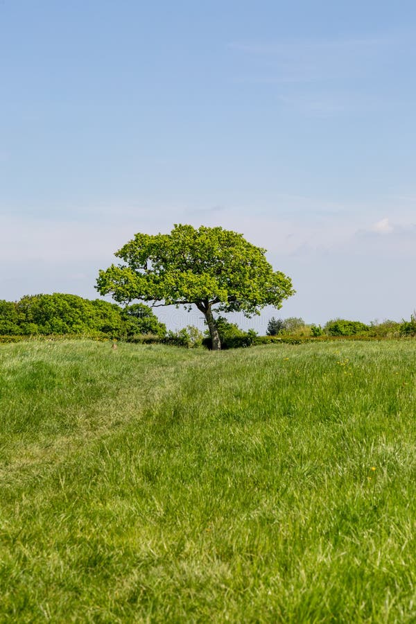 A Tree in the Countryside stock photo. Image of lush - 116748626
