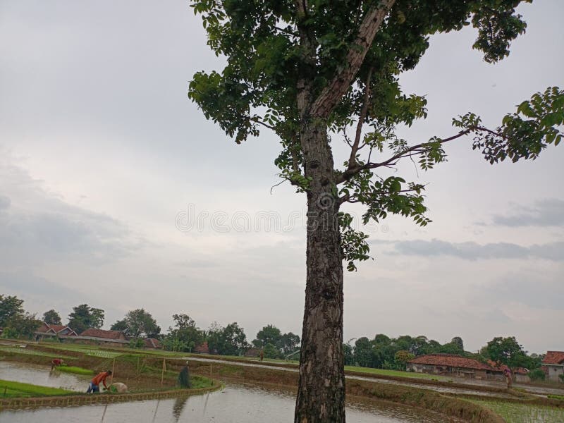 Tree in the Field at the Traditional Village Stock Image - Image of ...