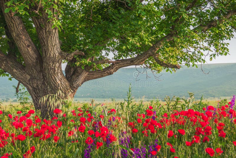 Poppy S Field, Blue Sky and Big Green Tree 2 Stock Photo - Image of ...