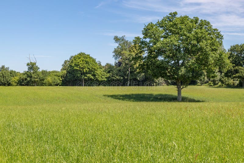 A Tree in a Field stock image. Image of green, england - 120679883