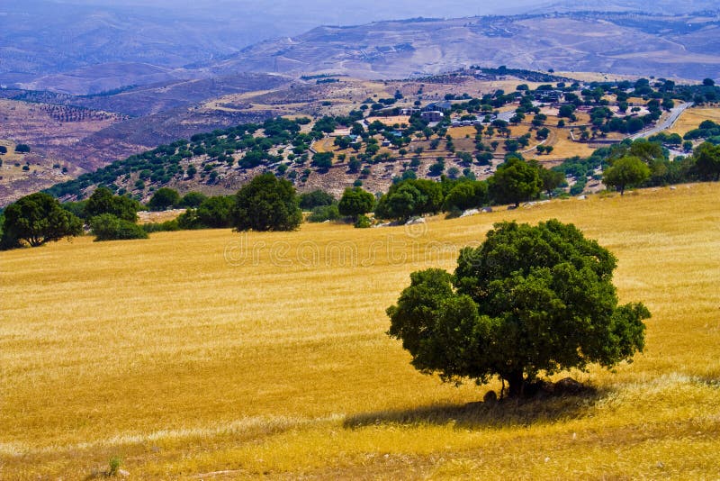 Tree in a field of wheat stock photo. Image of landscape - 13990122
