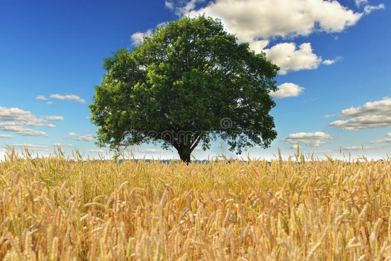 Tree and field stock photo. Image of farm, growth, natural - 32734668
