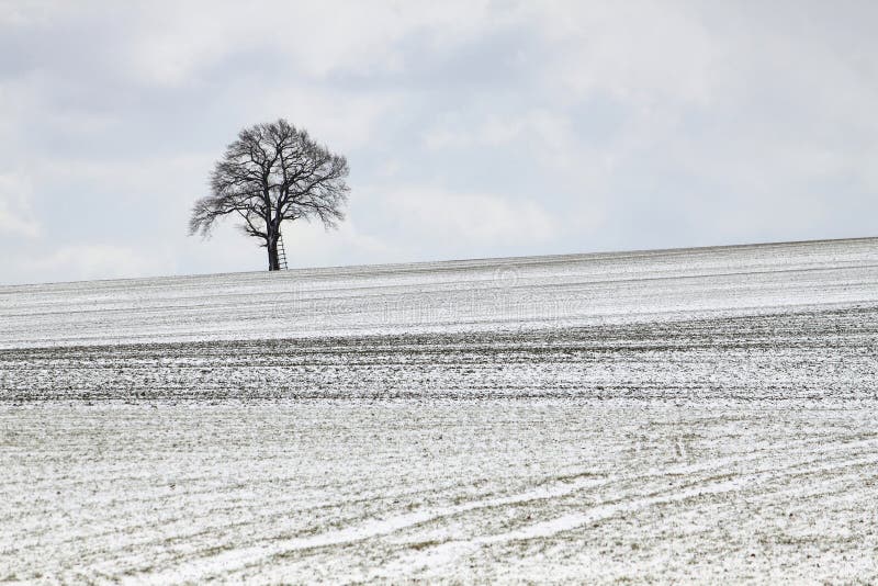 Tree and field in winter stock image. Image of single - 20450163