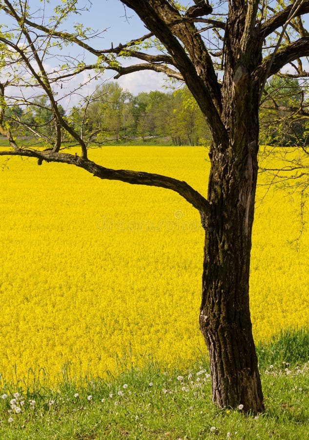 Tree and a Field of Yellow Flowers Stock Image - Image of rural, leaf ...