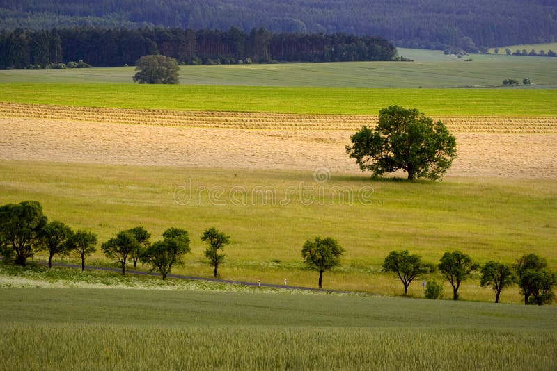 Tree in fields stock photo. Image of calmness, close - 18898842