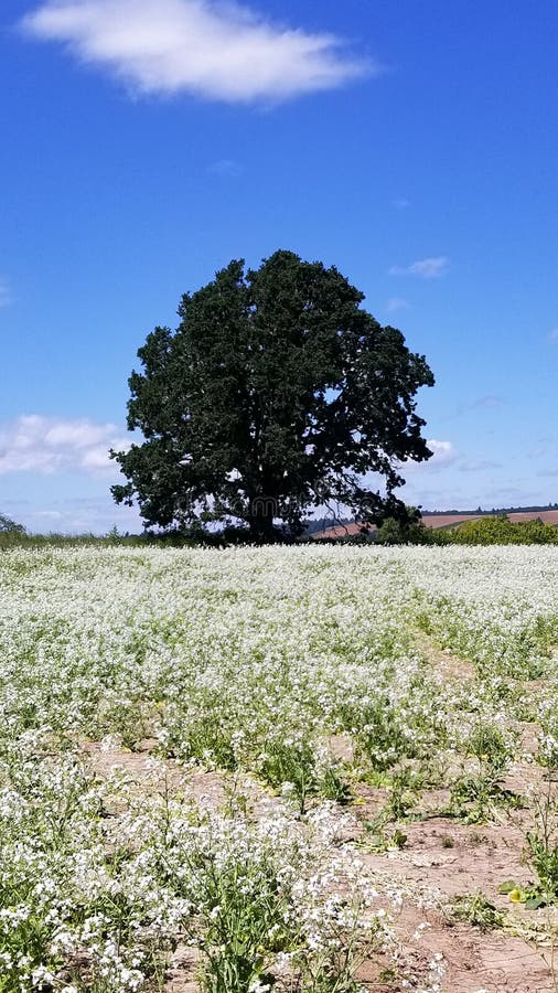 Tree in a Fields of Flowers Stock Photo - Image of flowers, blue: 117685482