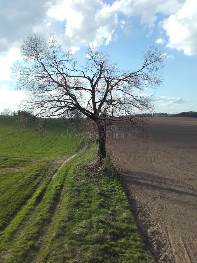 Tree and Fields in Spring stock image. Image of growth - 168253497
