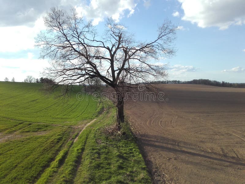 Tree and Fields in Spring stock photo. Image of view - 168253502