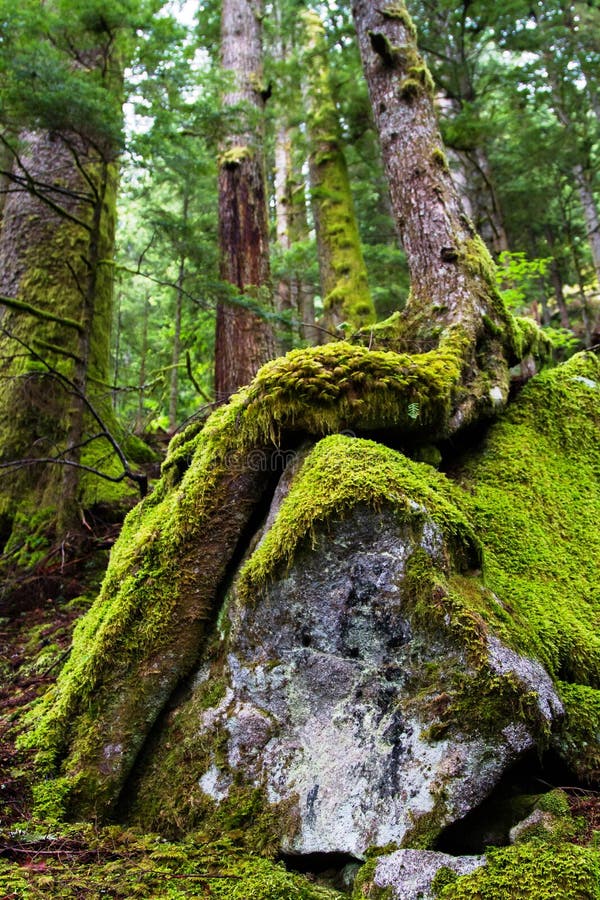 Tree Fighting for Life stock photo. Image of life, washington - 61514564