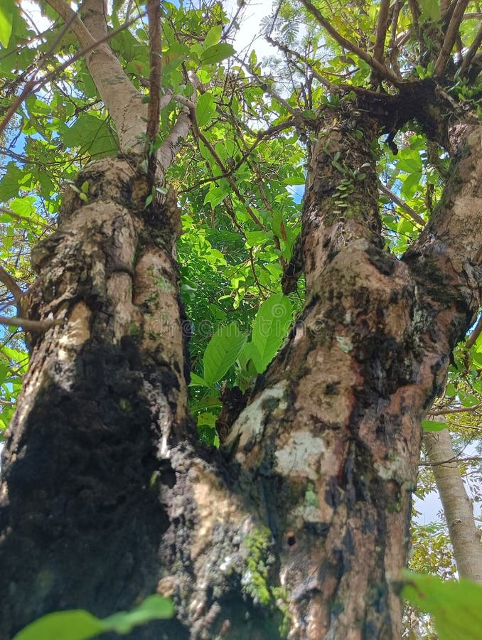 A Tree Filled with Black Ant Nests Stock Image - Image of nests, tree ...