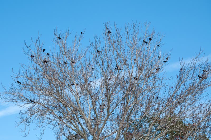 Tree Filled Crows Stock Photos - Free & Royalty-Free Stock Photos from ...