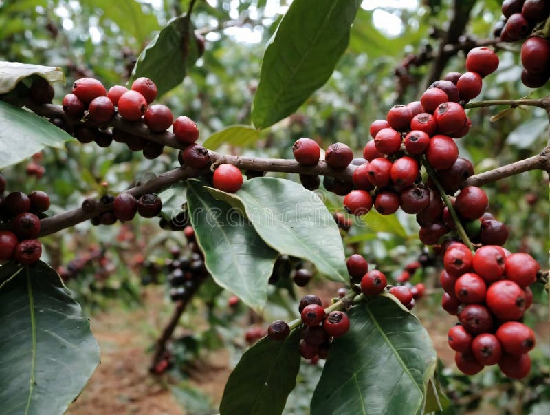 A Tree Filled with Lots of Red Berries. Generative AI Stock ...