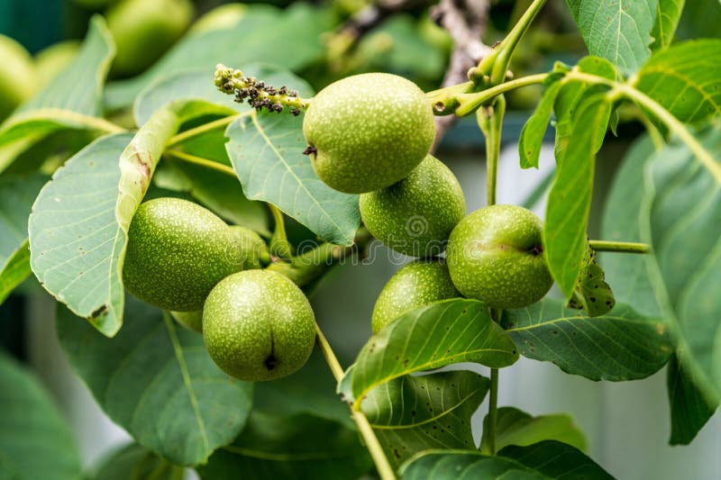 Tree Filled with Ripe Green Fruit. a Tree Filled with Lots of Green ...