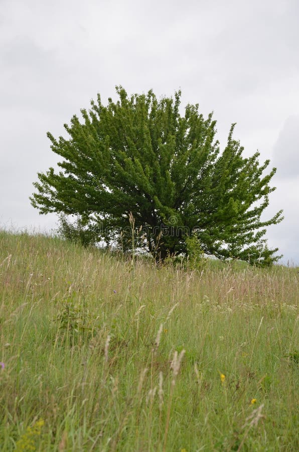 Fine Oak Tree Wood Texture Pattern Background. Exquisite Design Oak ...