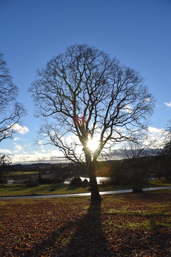 Tree. Finland stock image. Image of sunny, frame, branch - 82535219
