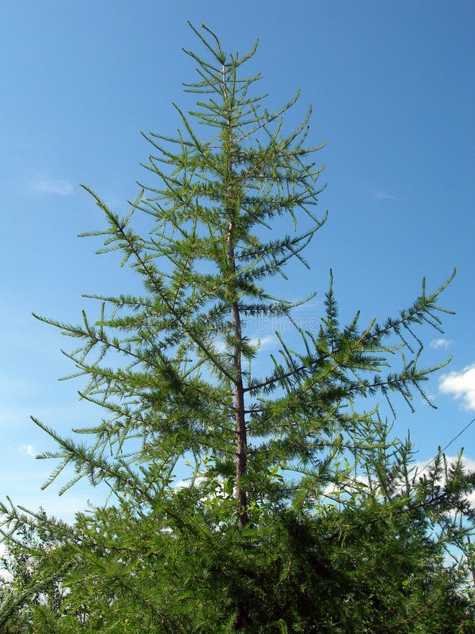 Tree a fir stock image. Image of needle, graft, conifer - 11302023