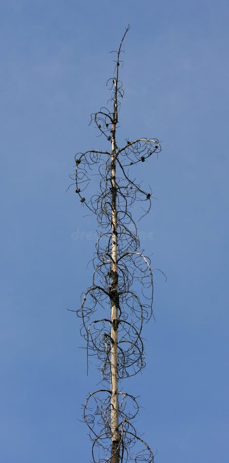 Tree after Fire stock photo. Image of british, kootenay - 11624680