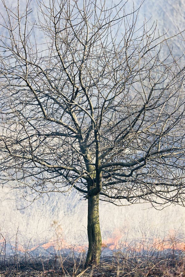 Tree on fire stock image. Image of devastation, firewood - 14620931