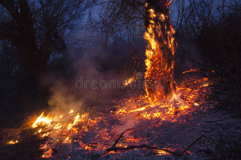 Tree on fire stock image. Image of catastrophe, close - 23620747