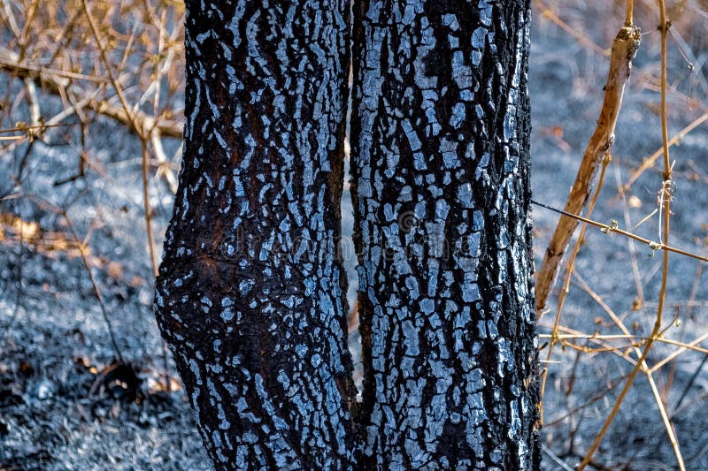 A tree on fire stock photo. Image of fire, tree, blaze - 313729454