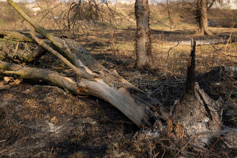 Tree after fire. Close up stock photo. Image of disaster - 183297882