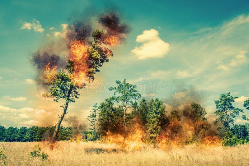 Tree on Fire on a Dry Field Stock Photo - Image of ecocatastrophe ...