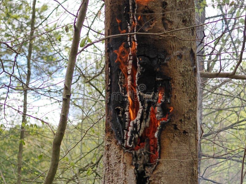 Tree on fire in forest stock photo. Image of flames - 277107550