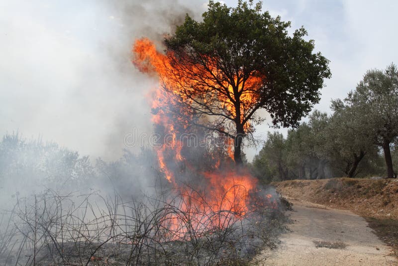 Forest Fire. Fallen Tree is Burned To the Ground a Lot of Smoke when ...