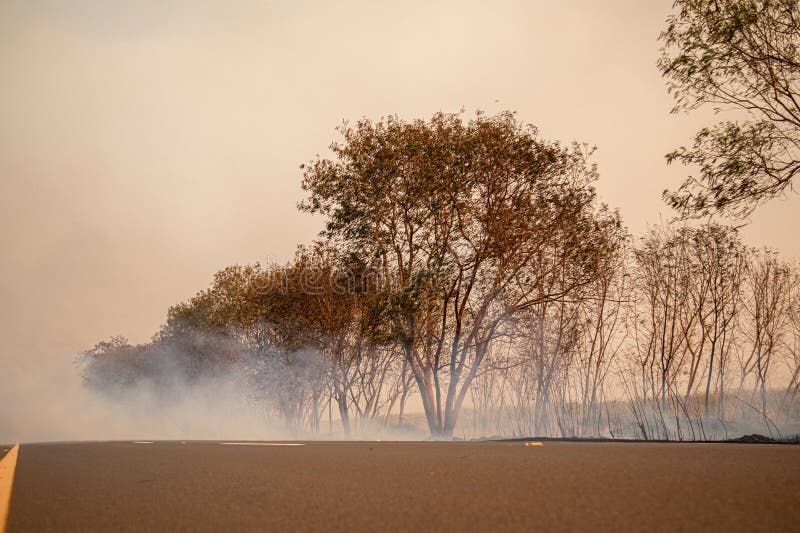 Tree on Fire on the Side of the Road Stock Photo - Image of wildfire ...