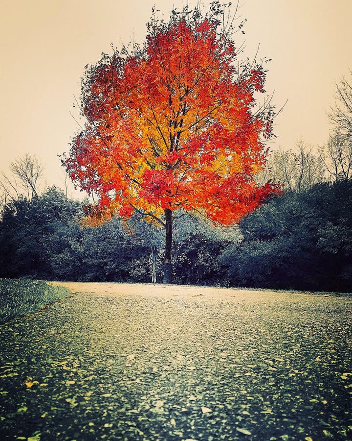 Tree of fire stock photo. Image of fiee, love, fire - 103541704