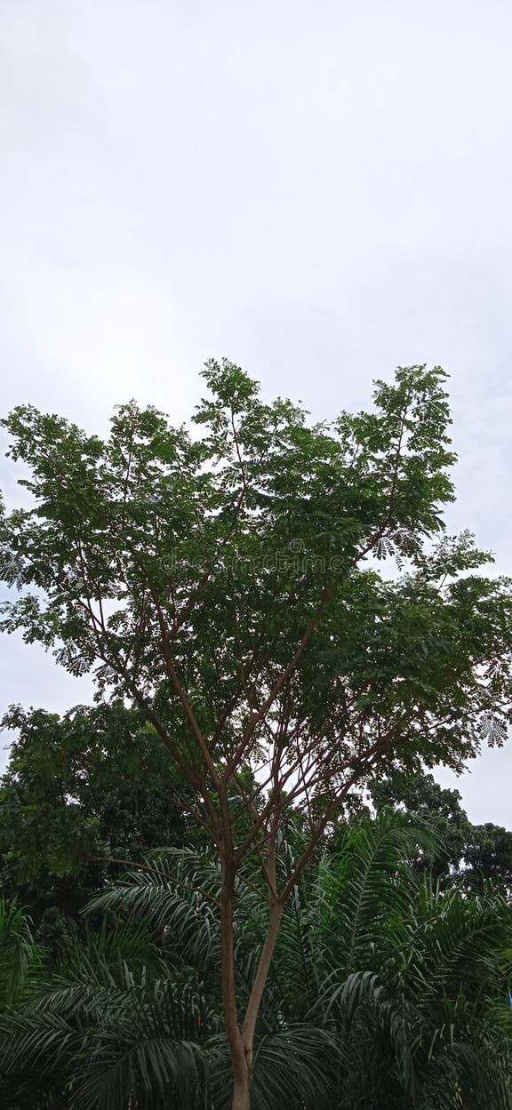 The tree is firm stock image. Image of white, tree, firm - 178364003