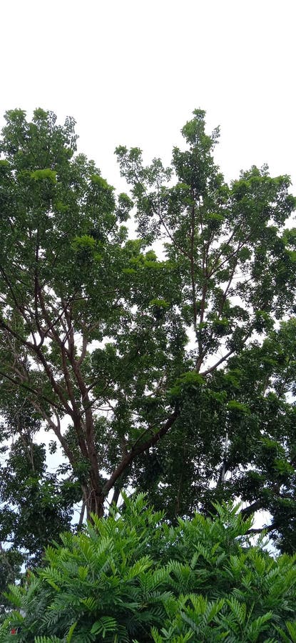 The tree is firm stock photo. Image of firm, white, blue - 178363982