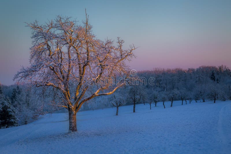 Tree in the First Morning Light on a Cold Winter Day Stock Photo ...