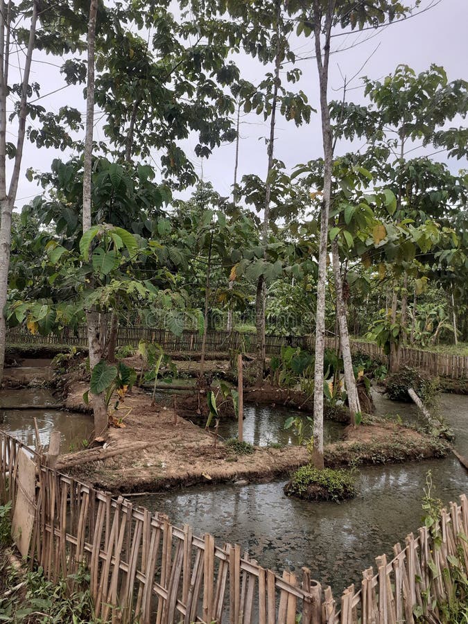 Tree and fish stock image. Image of bowl, nature, fish - 205766989