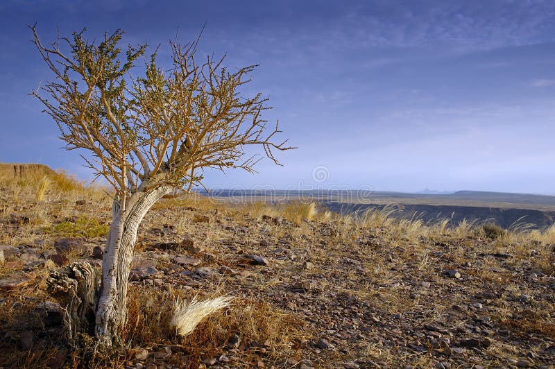 Tree at Fish River Canyon stock photo. Image of environment - 5022332