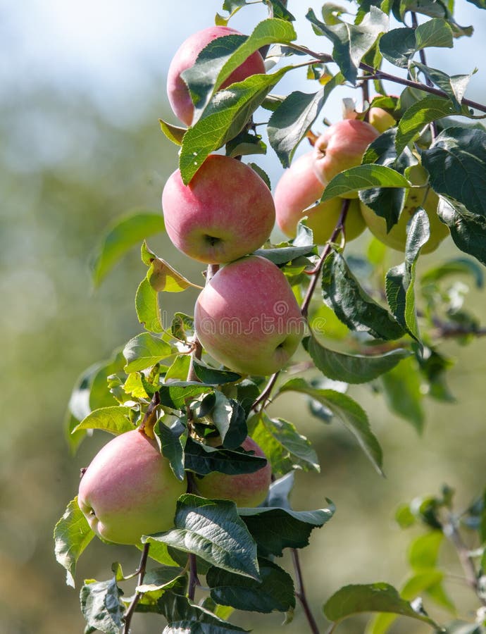 Five apples stock photo. Image of apples, table, pure - 39591666