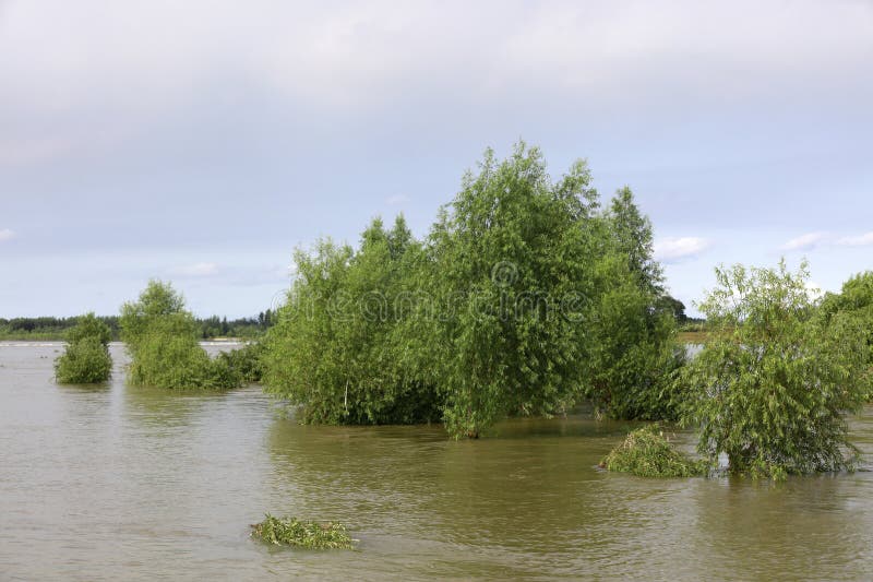 Tree in flood stock photo. Image of river, scenery, natural - 365255882