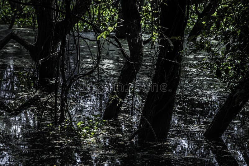 Tree with flooding stock image. Image of nature, park - 58289975