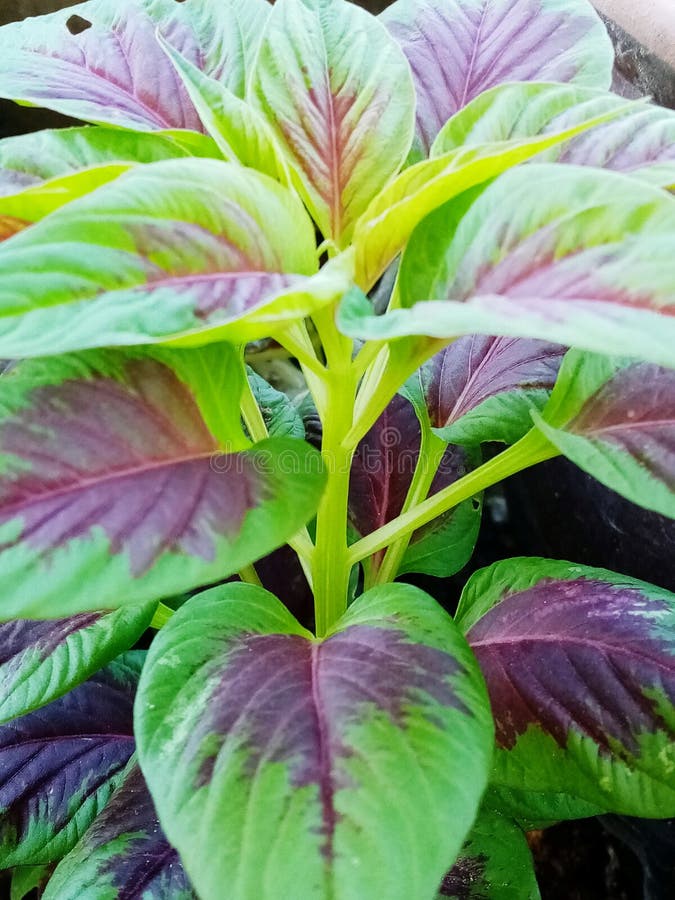 Tree Flow Green Red Original C Stock Image - Image of original, green ...