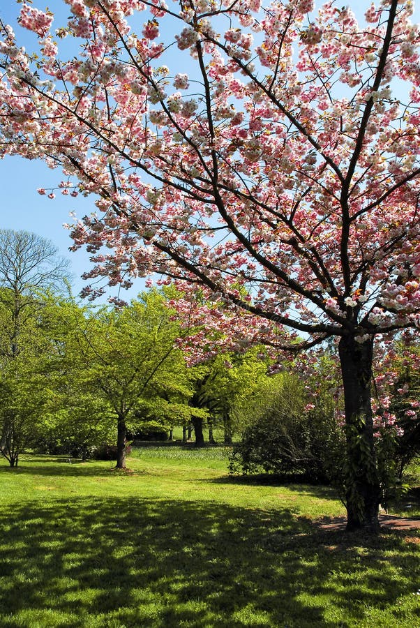 Tree in flower stock photo. Image of shade, foliage, park - 2576850