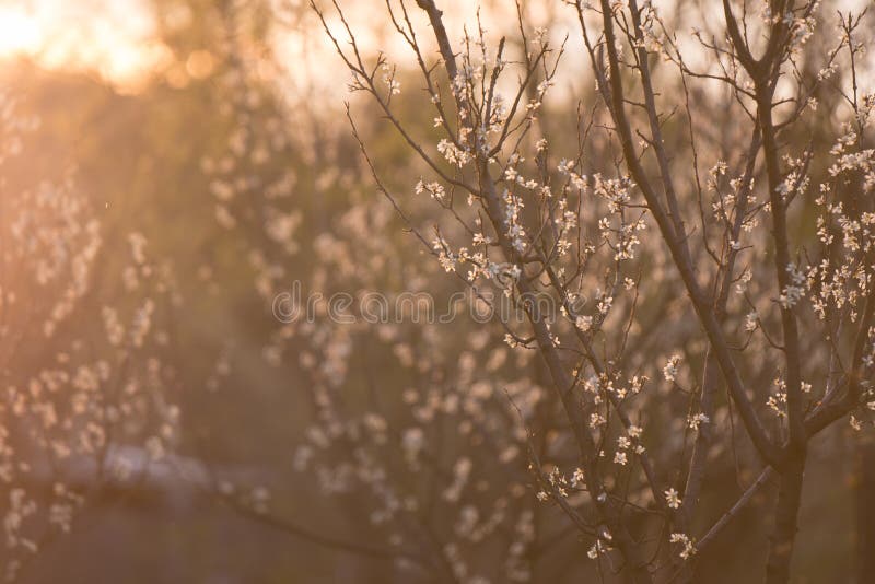 Tree Flowers in Spring Season Stock Photo - Image of cherry, farming ...