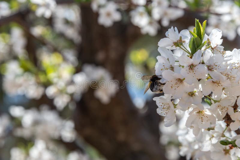Plum Field at Mt. Maku Park Stock Photo - Image of maku, stream: 68719978