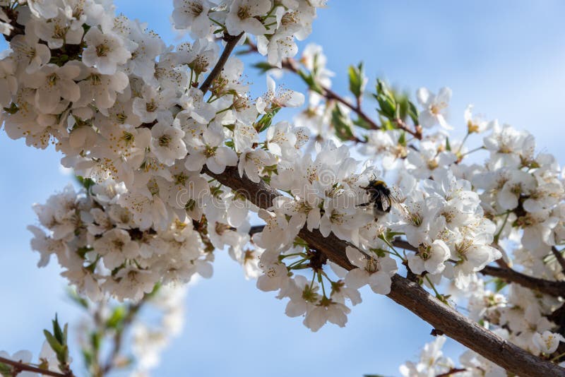 Plum Field at Mt. Maku Park Stock Image - Image of japan, flower: 68719943