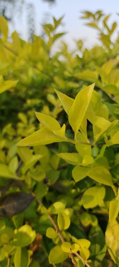 Flower Grine Stock Photos - Free & Royalty-Free Stock Photos from ...