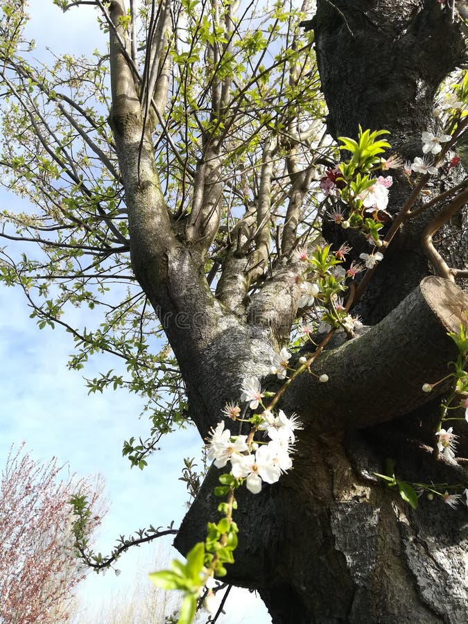 Tree in flower stock photo. Image of flower, nature - 142416352