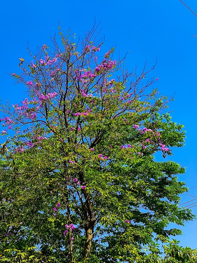 Tree and Flower with the Sun of Summer is Perfect Stock Photo - Image ...