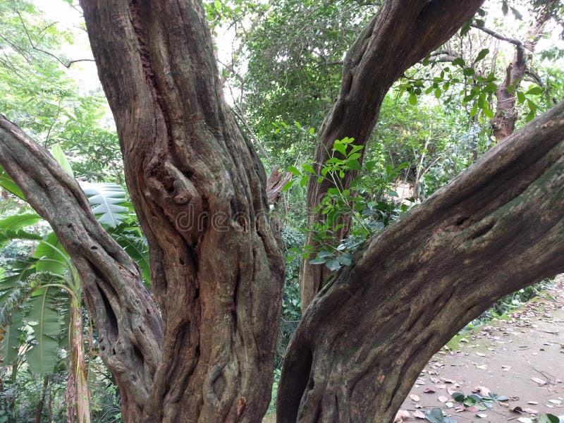 TREE 02 stock photo. Image of gardening, tree, beautification - 77355468