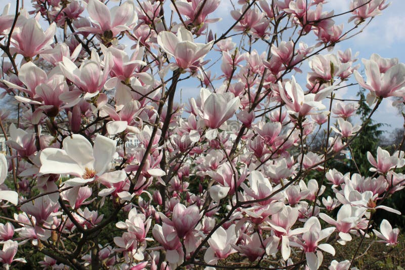 Tree flowers stock image. Image of plant, branch, garden - 13835901