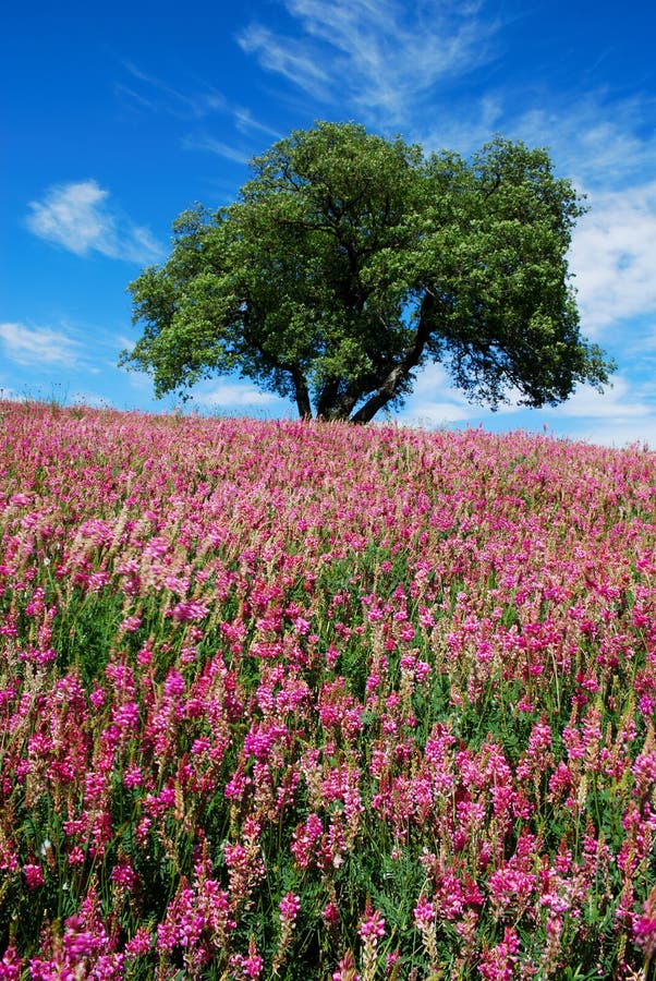 Oak tree and pink flowers stock photo. Image of agriculture - 18057568