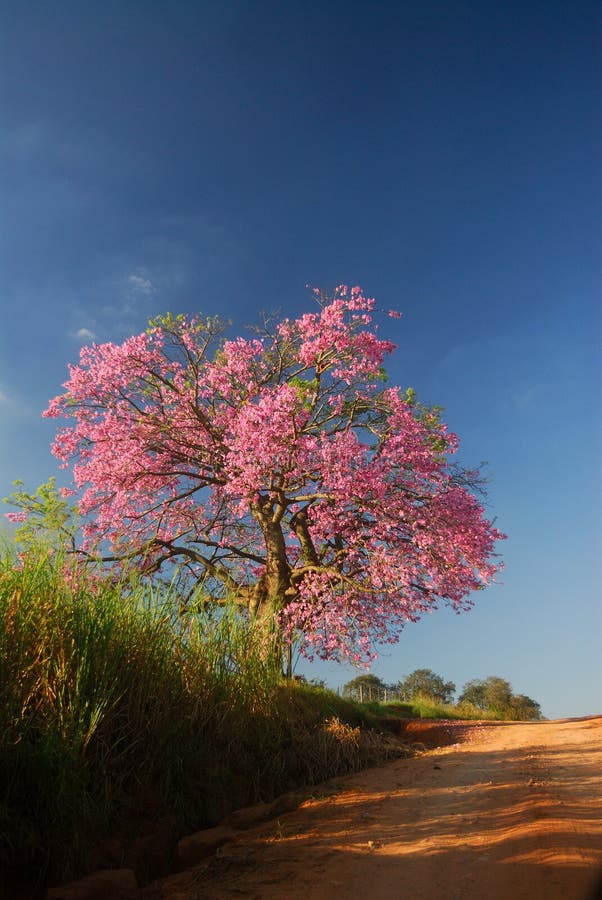 Tree and flowers stock photo. Image of flowers, wallpaper - 2351888